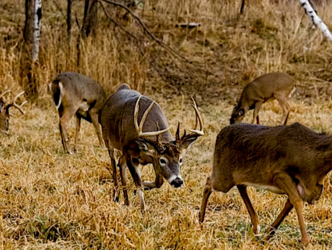 Doe Estrus: The Telling Truth | Whitetail Hunting Guide – RYTAC HUNT ...